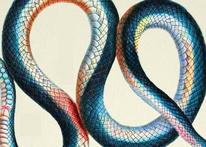 Un roman animiste | « Anima », Wajdi Mouawad | Un Philosophe